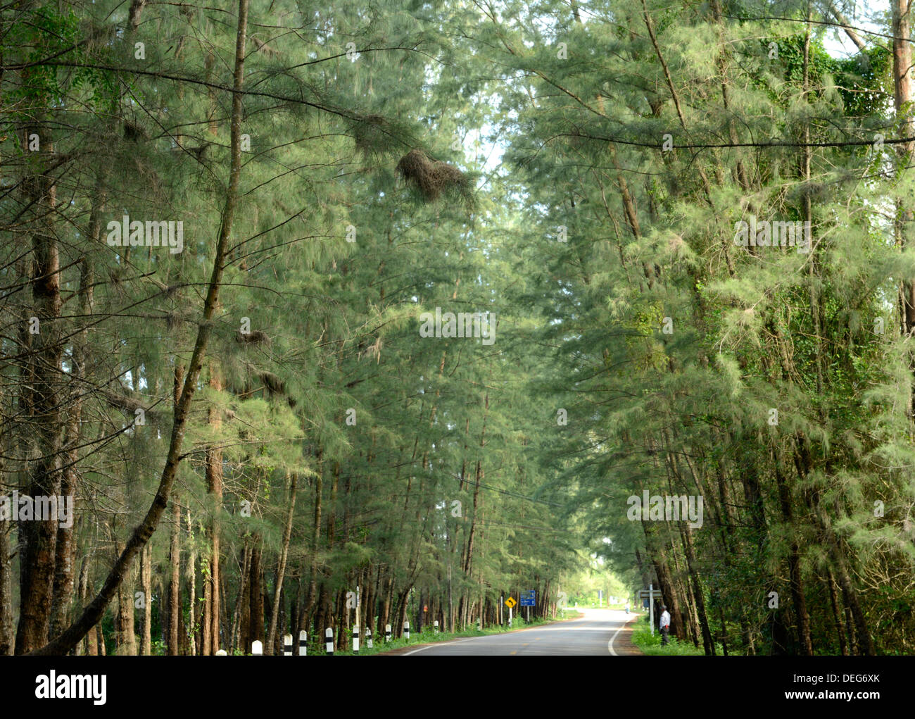 Avenue lined with casuarina tree, Si Kao, Trang, Thailand, Southeast ...
