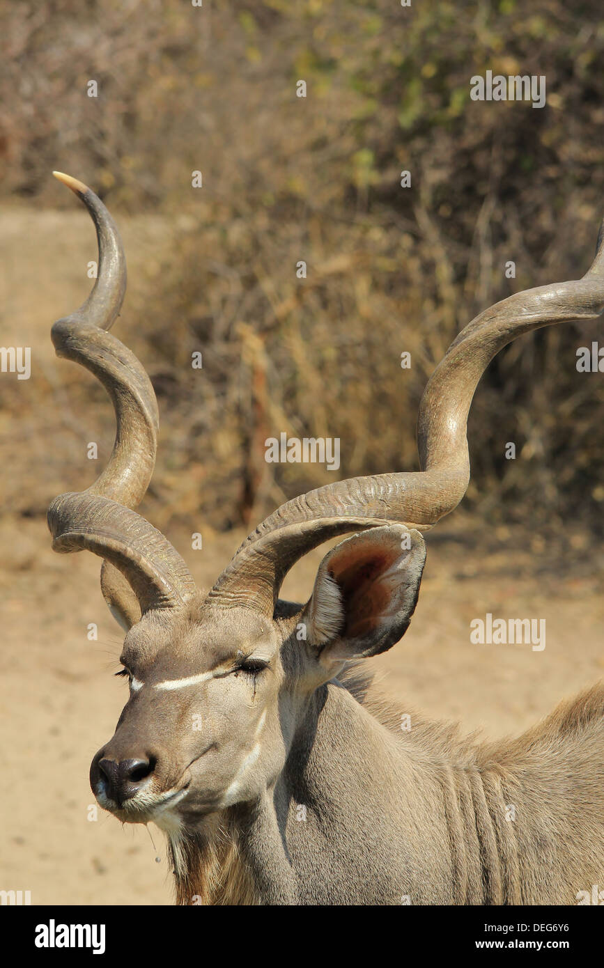 Kudu bull - Wildlife Background from Africa - Spiral beauty of Stature ...