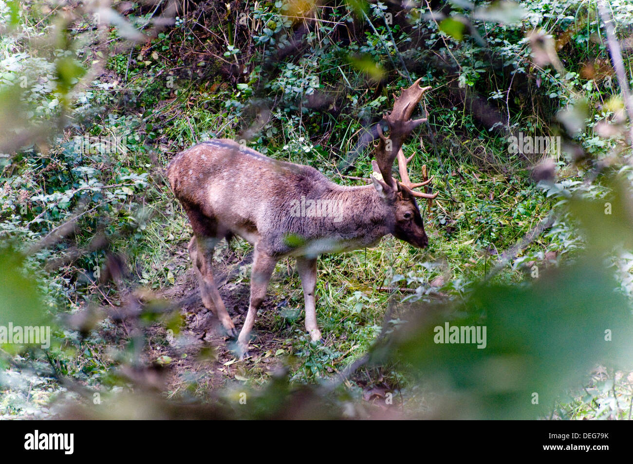 Irish deer hi-res stock photography and images - Alamy