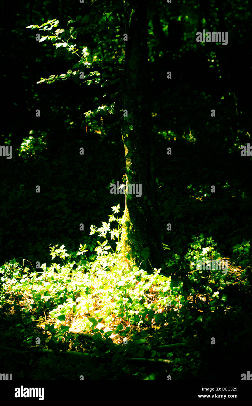 Light and shadow plants hi-res stock photography and images - Alamy