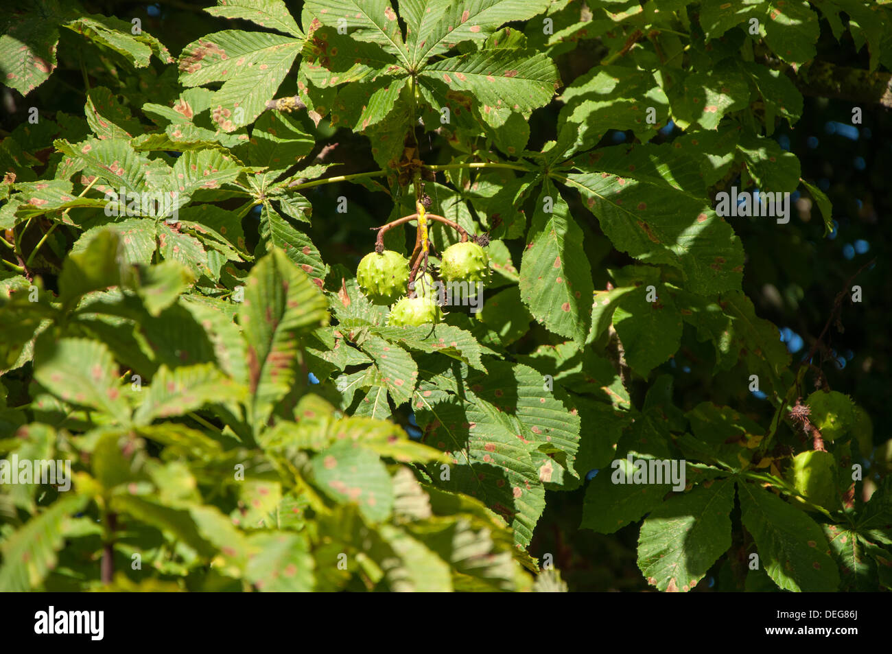 Conkers Tree High Resolution Stock Photography and Images - Alamy