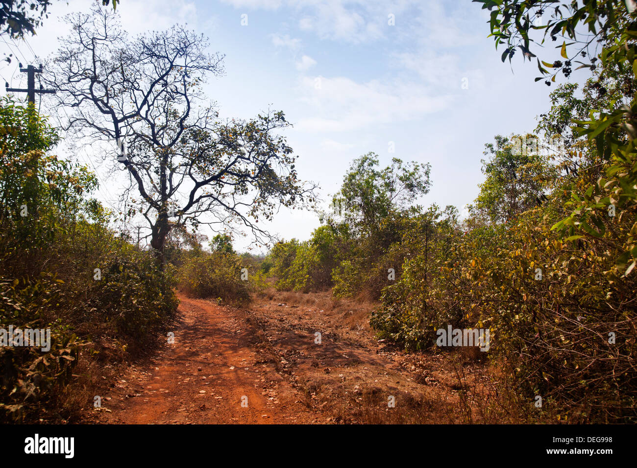 Goa tree hi-res stock photography and images - Alamy