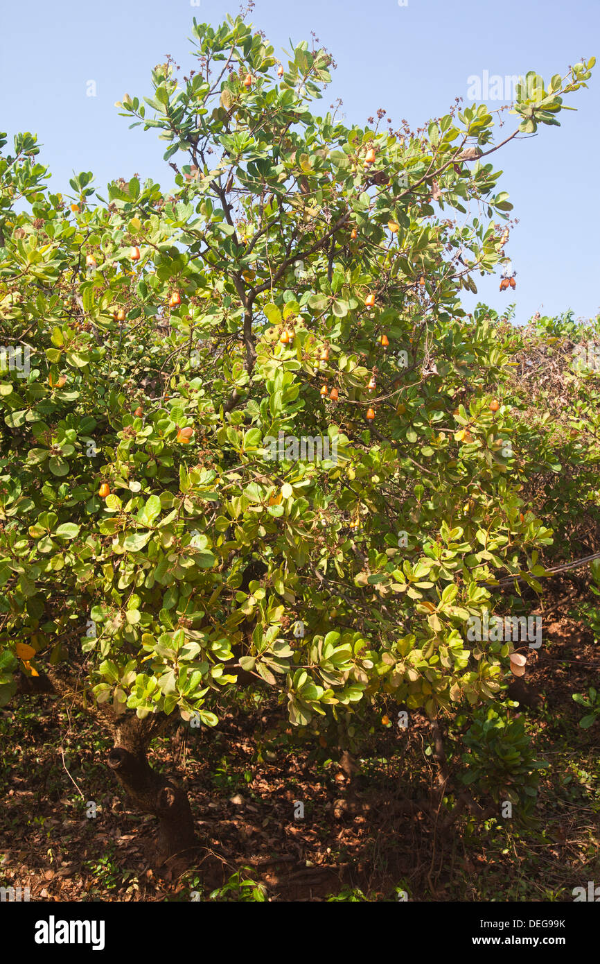 Close-up of a small tree, Goa, India Stock Photo - Alamy