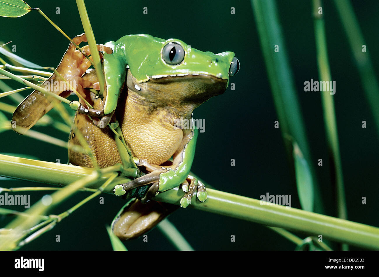 Bicolor monkey frog hi-res stock photography and images - Alamy