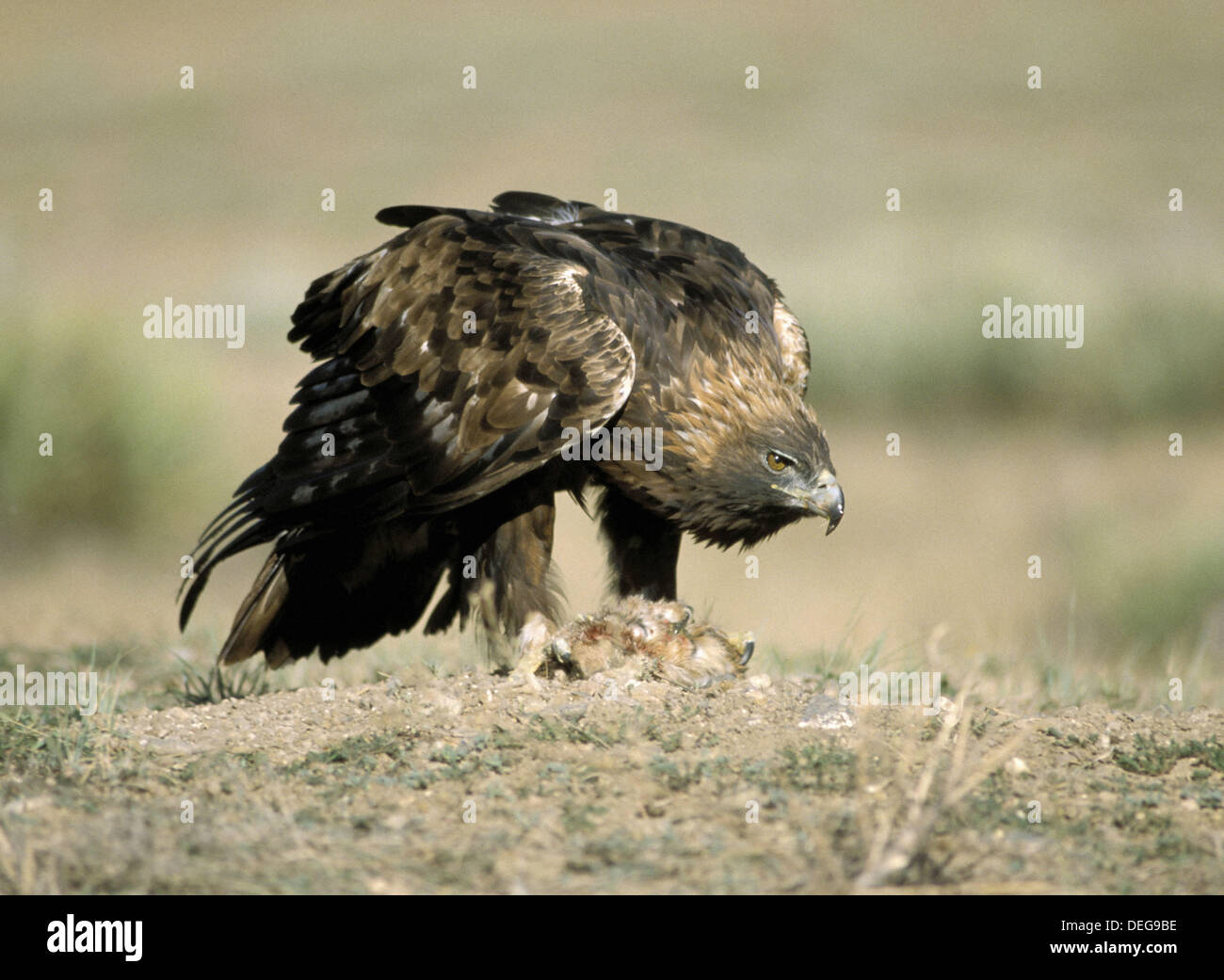 Small Eagle High Resolution Stock Photography and Images - Alamy
