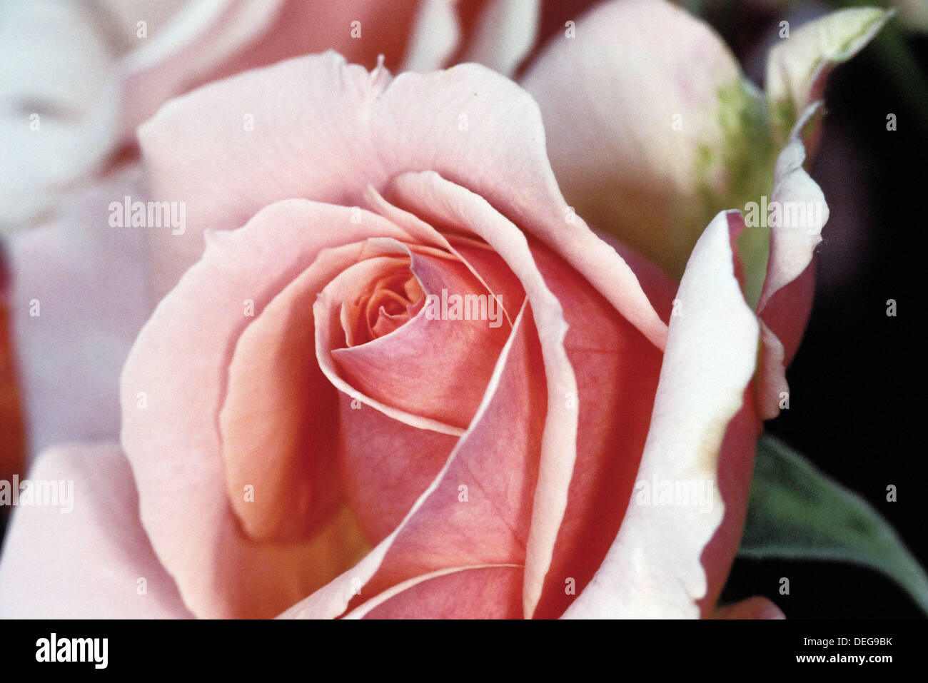 Bonica shrub rose hi-res stock photography and images - Alamy