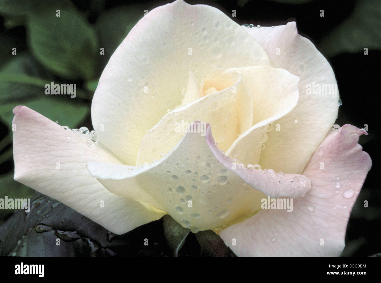 Pristine Rose High Resolution Stock Photography and Images - Alamy