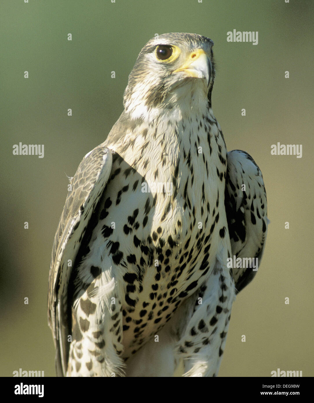 Prairie Falcon (Falco mexicanus). Colorado. USA Stock Photo - Alamy