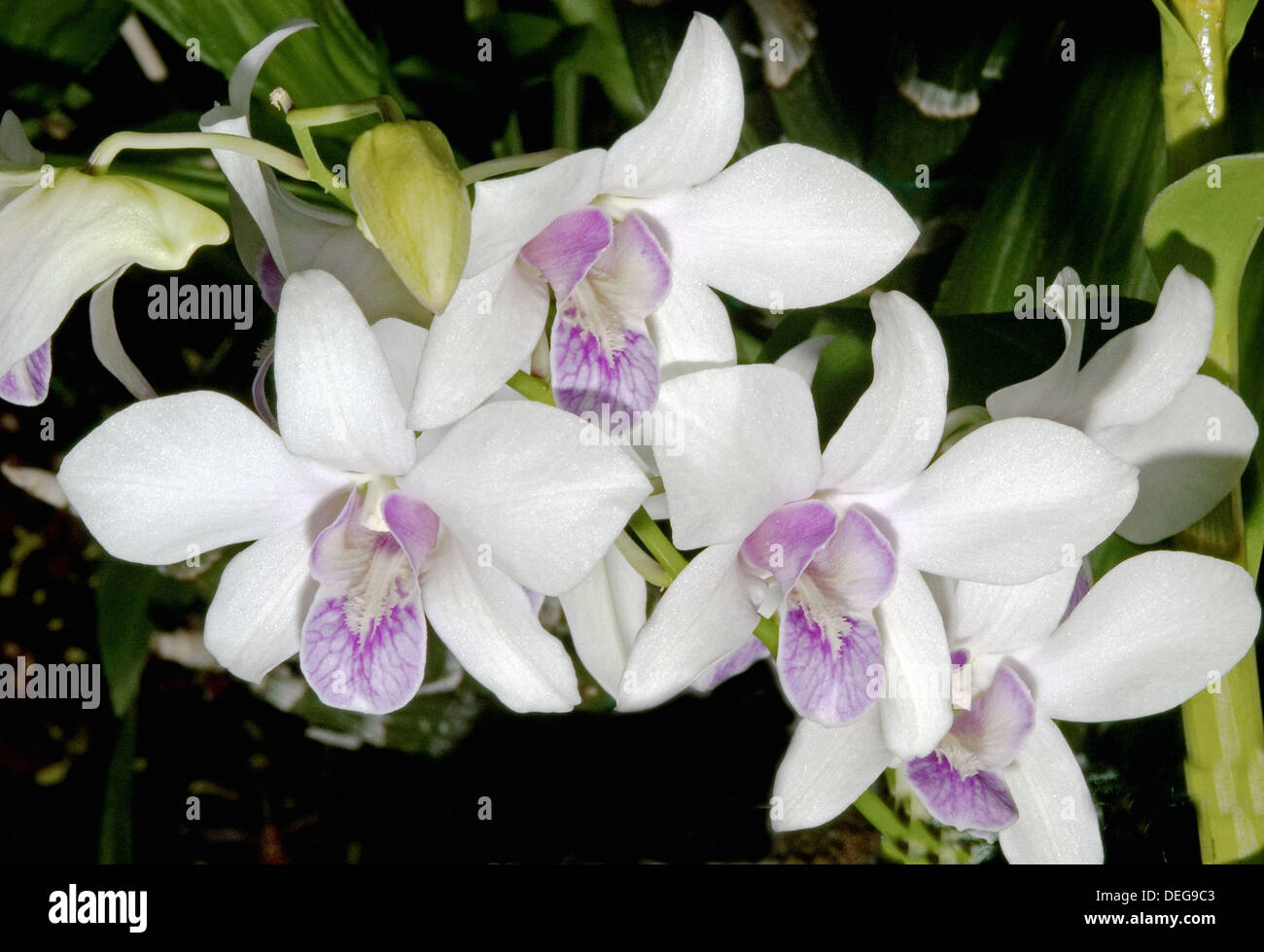 Cattleya Cattleya Sp High Resolution Stock Photography and Images - Alamy