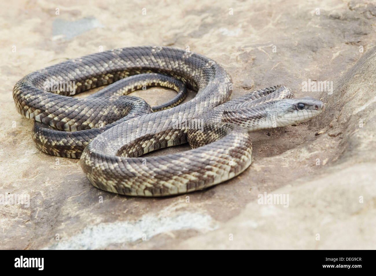 Rat Snake Elaphe Obsoleta Hi Res Stock Photography And Images Alamy