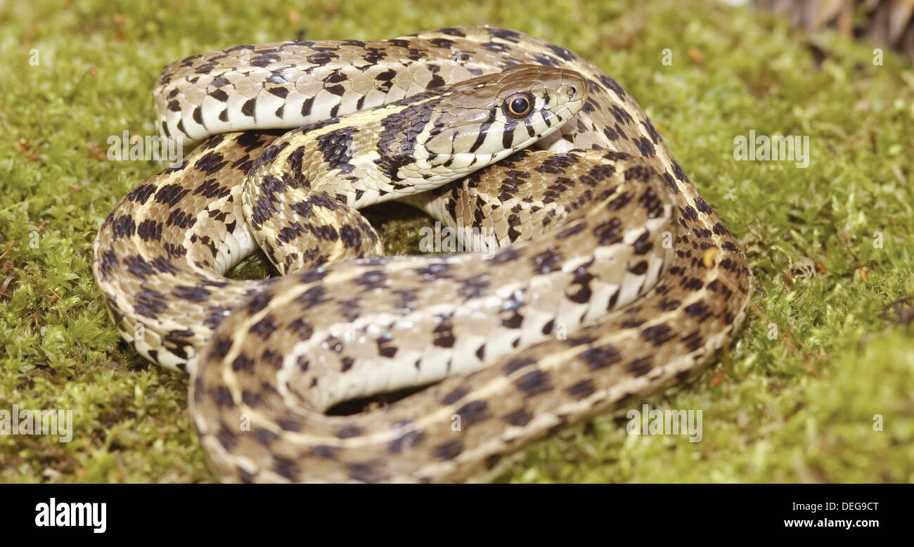 Checkered garter snake hi-res stock photography and images - Alamy