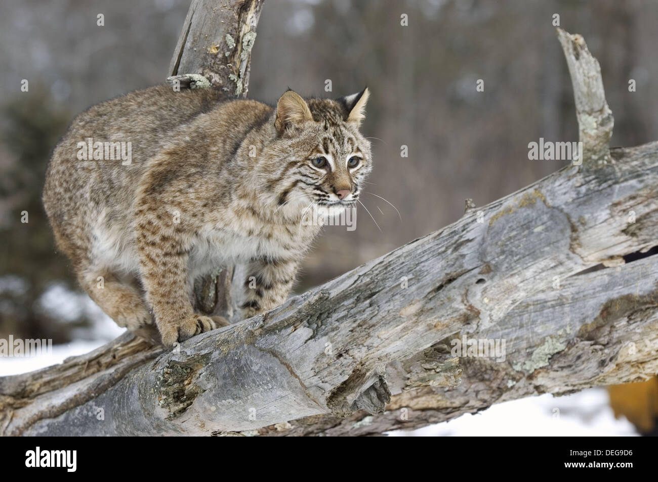 Bobcat (Lynx rufus) photographed in Minnesota,U.S.A Stock Photo - Alamy