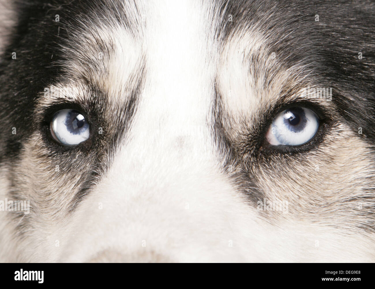 Husky Dog Eye Problems