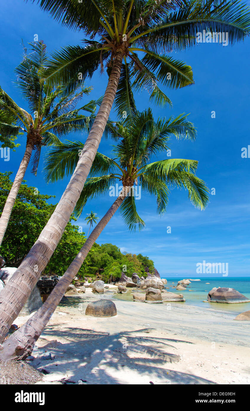 Palm trees and Lamai Beach, Koh Samui, Thailand, Southeast Asia, Asia ...