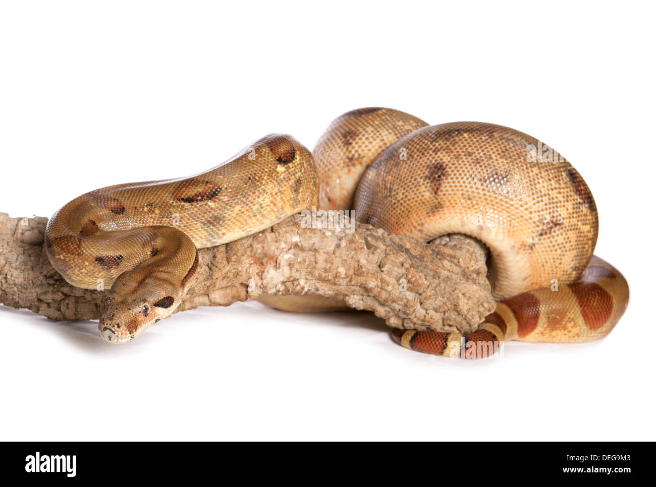 Boa snake hi-res stock photography and images - Alamy