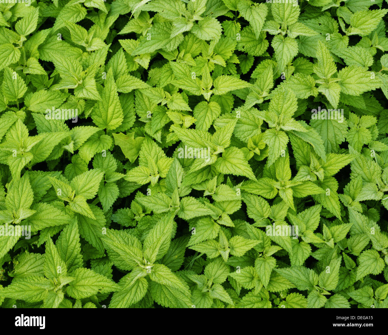 Dwarf nettle urtica urens hi-res stock photography and images - Alamy