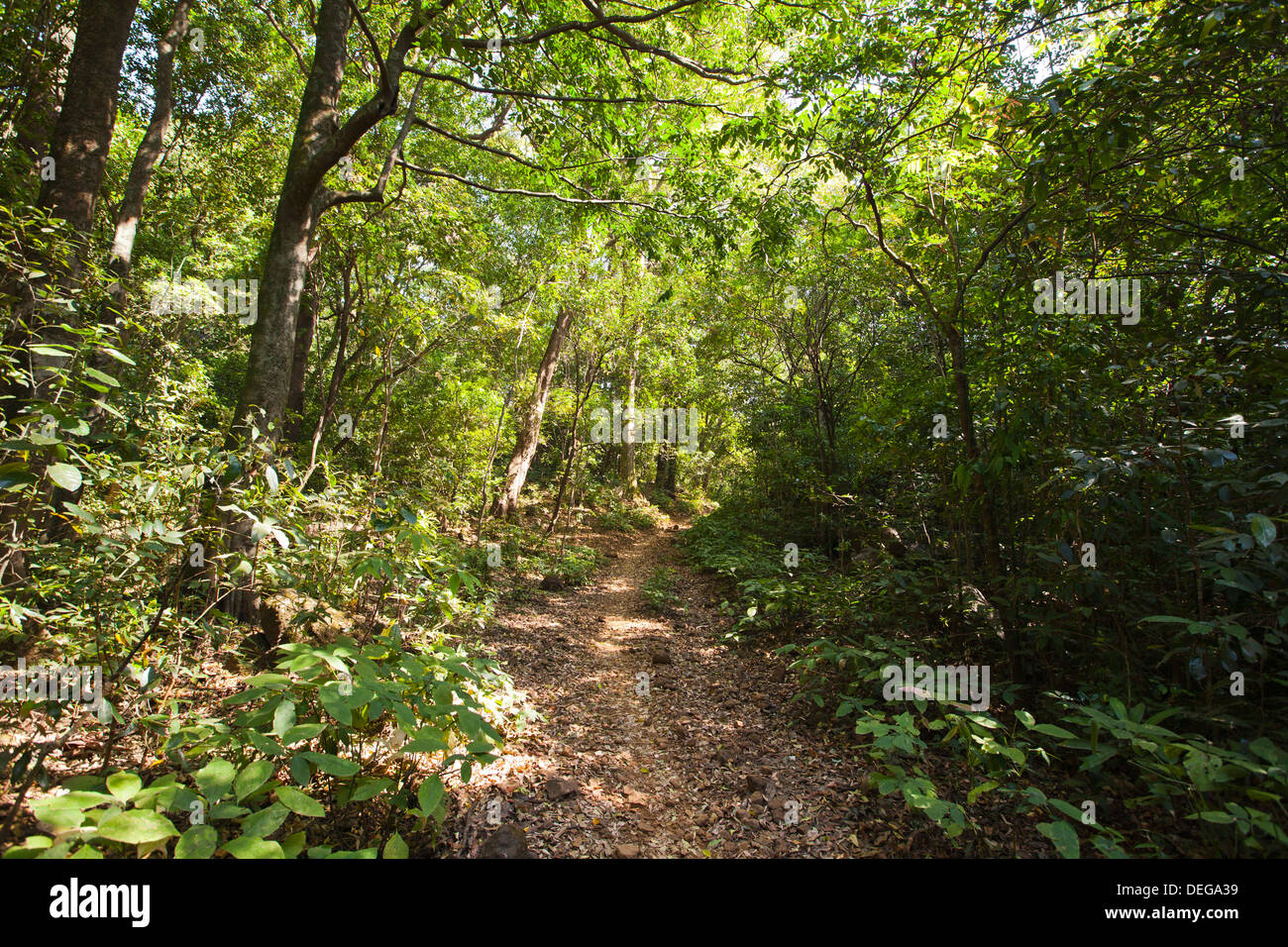 Maharashtra forest hi-res stock photography and images - Alamy