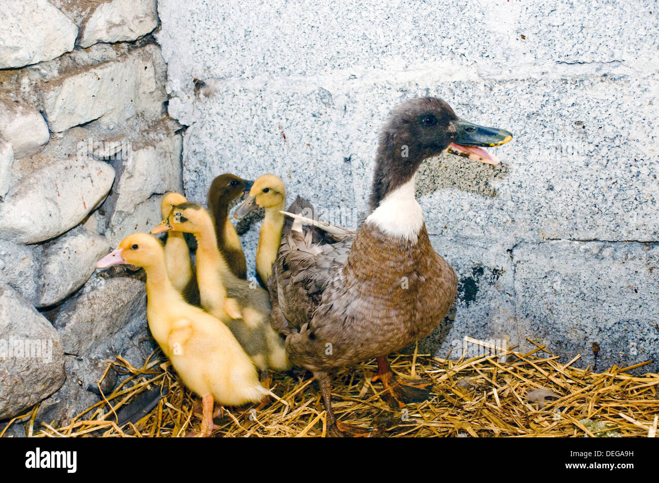 Free Range Ducklings High Resolution Stock Photography and Images - Alamy