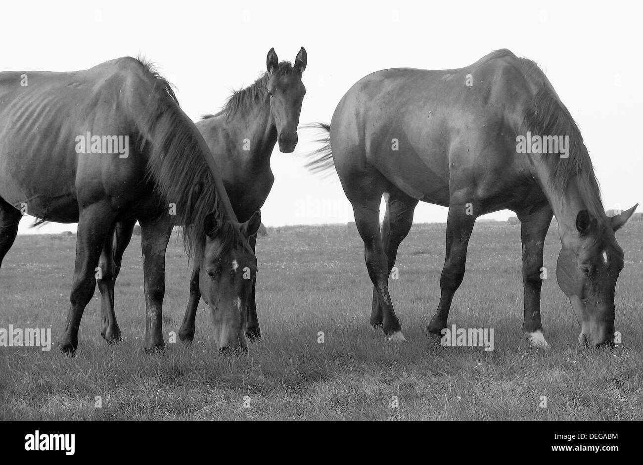 Nonius Horse High Resolution Stock Photography and Images - Alamy