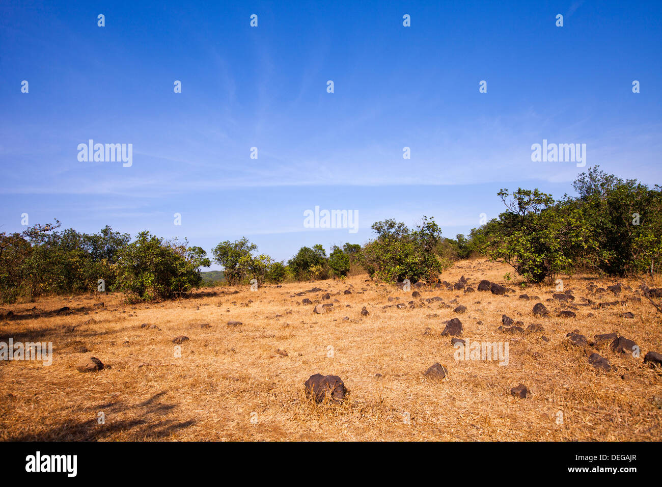 Trees on a landscape, Pune, Maharashtra, India Stock Photo - Alamy