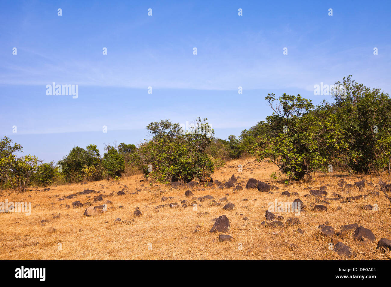 Trees on a landscape, Pune, Maharashtra, India Stock Photo - Alamy
