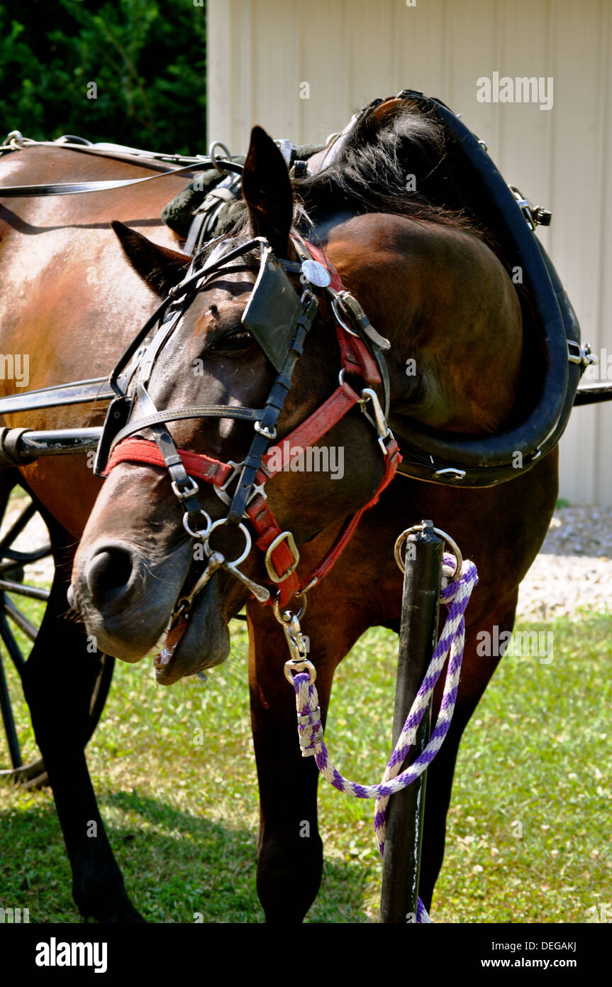 Animal tether hi-res stock photography and images - Alamy