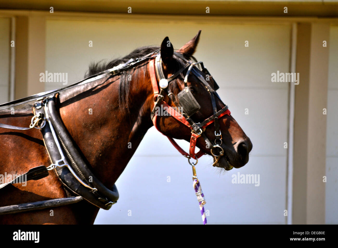Harness tethered hi-res stock photography and images - Alamy