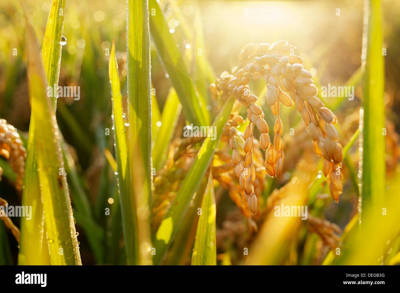Rice Ears High Resolution Stock Photography and Images - Alamy