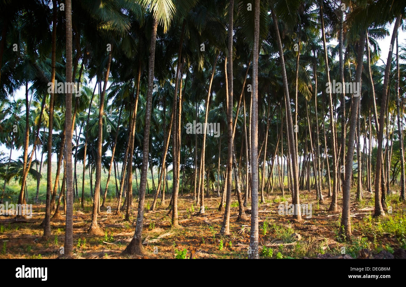 Agriculture in goa hi-res stock photography and images - Alamy