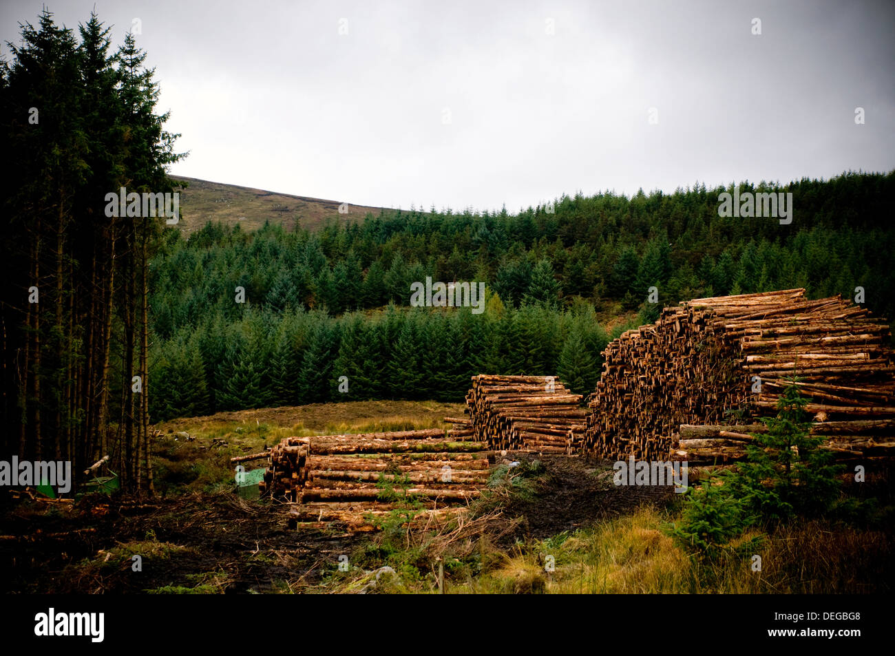 Damp wood plants hi-res stock photography and images - Alamy