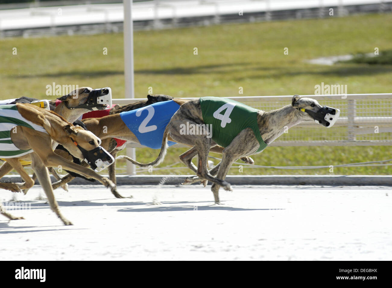 Greyhound race horizontal hi-res stock photography and images - Alamy