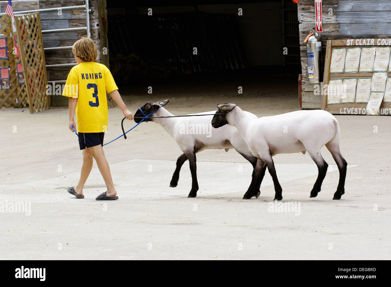 Sheep at the country fair hi-res stock photography and images - Alamy