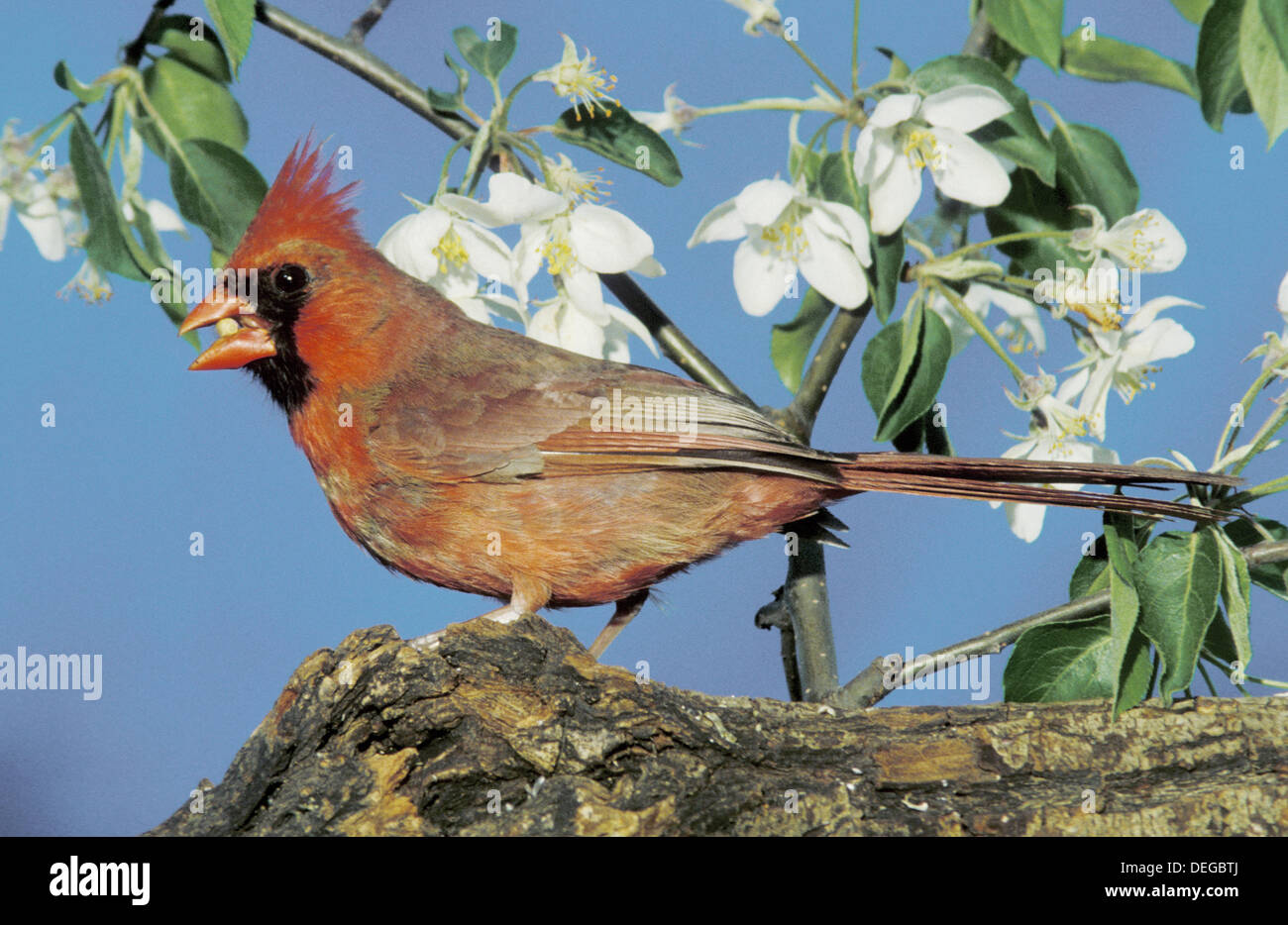 Male cardinal hi-res stock photography and images - Alamy