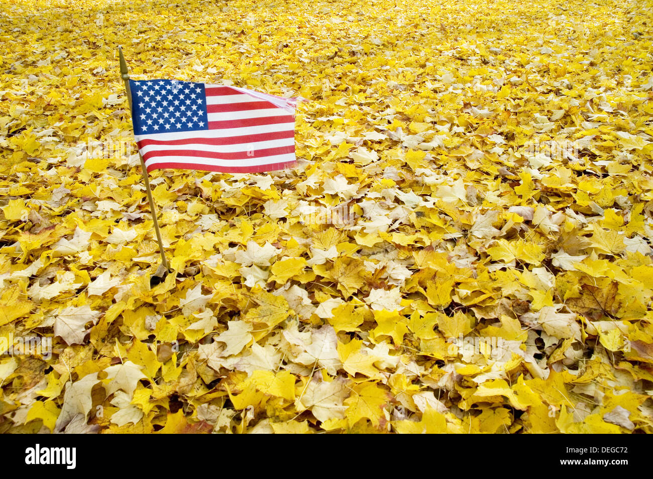 Lone star flag hi-res stock photography and images - Alamy