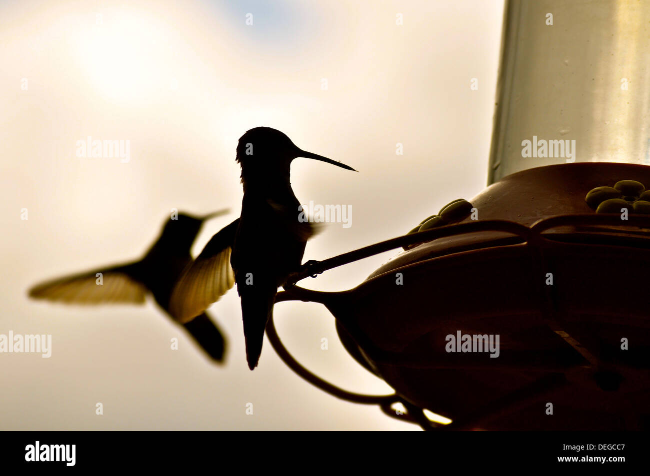 Hummingbirds fly and eat from feeder in Juneau, Alaska, USA Stock Photo ...