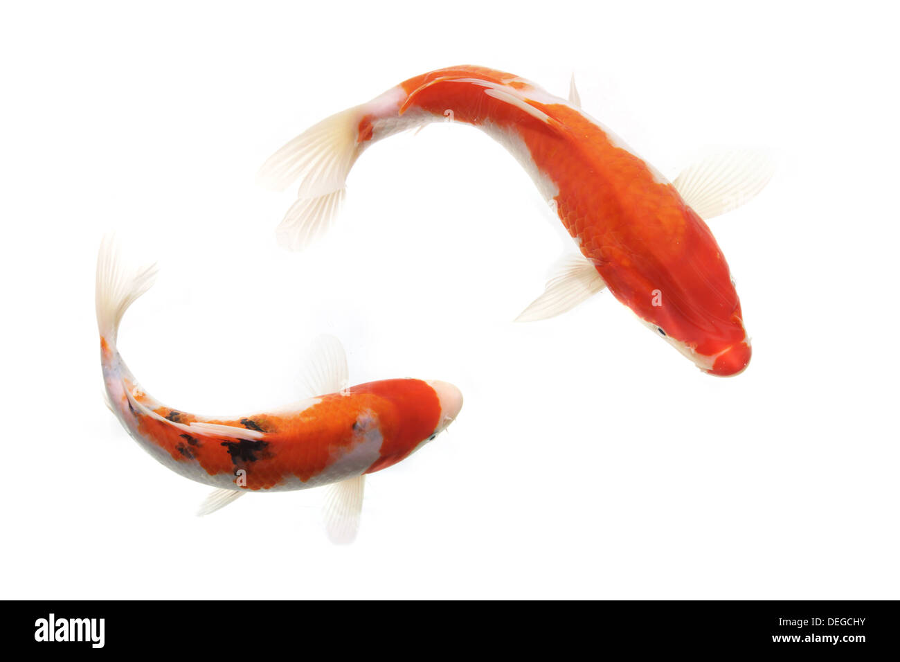 Koi fish up close Cut Out Stock Images & Pictures - Alamy