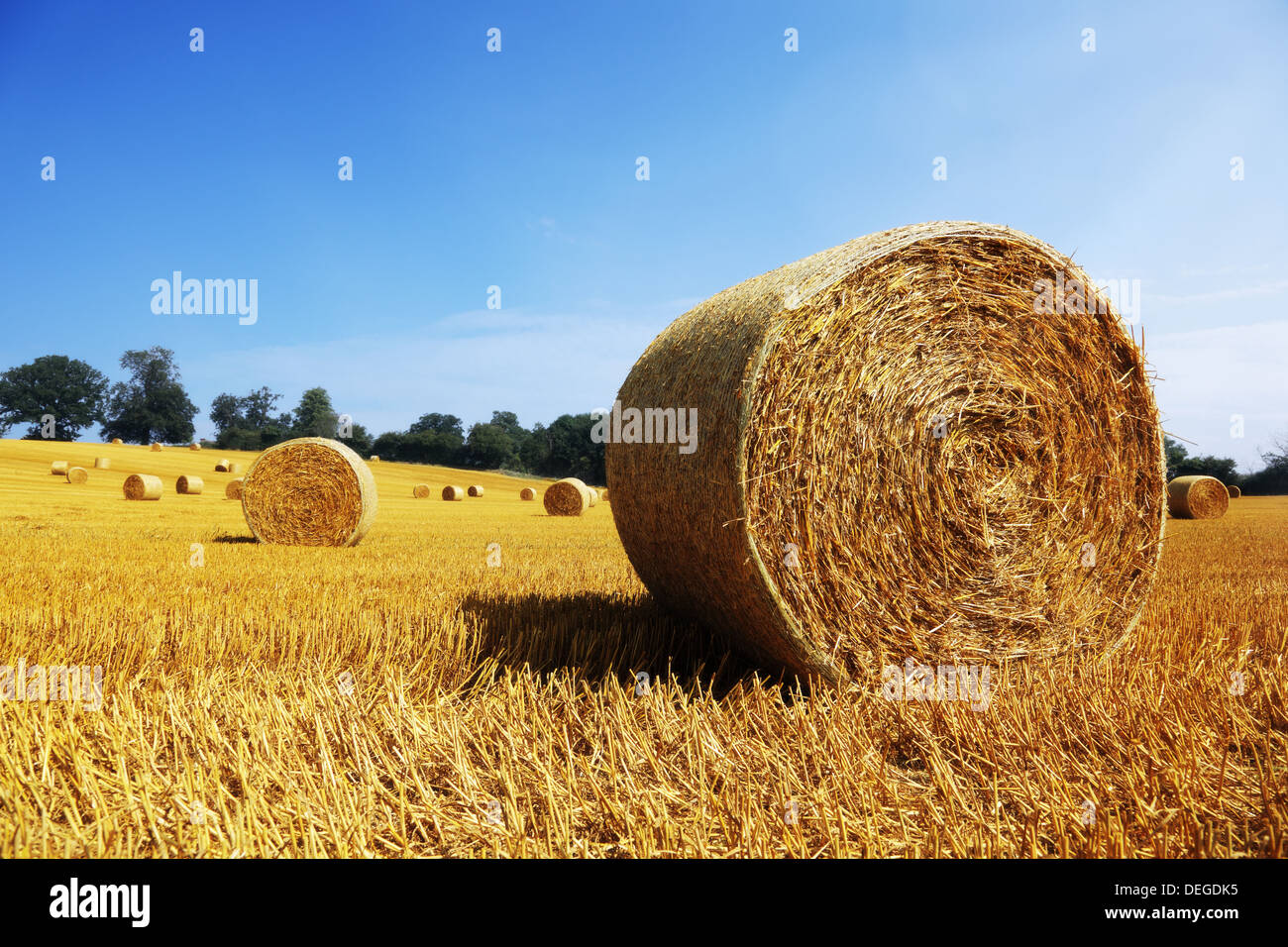 Golden hay field hi-res stock photography and images - Alamy