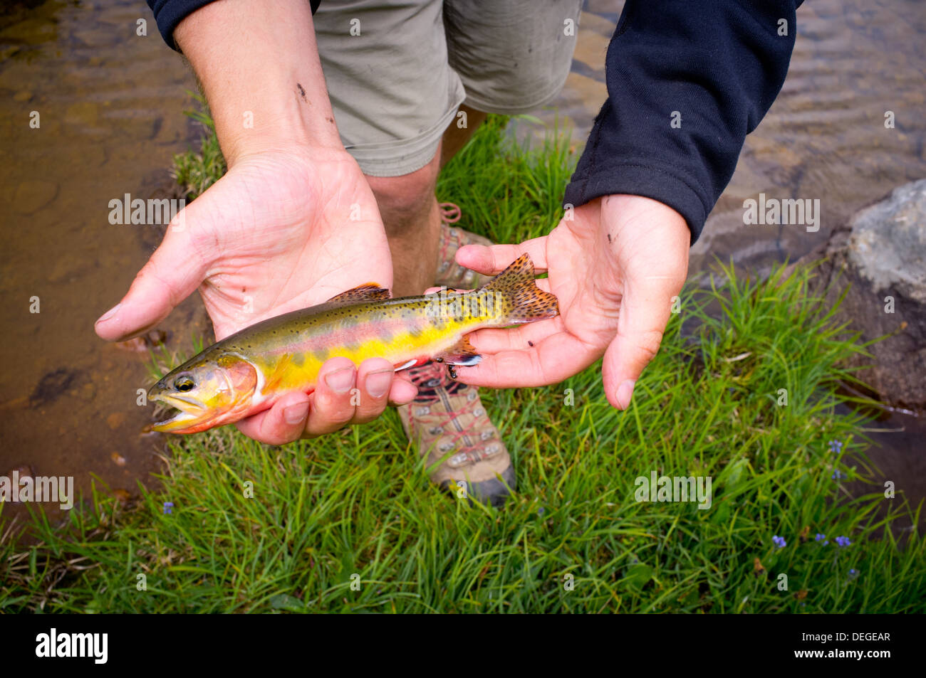 Golden Trout