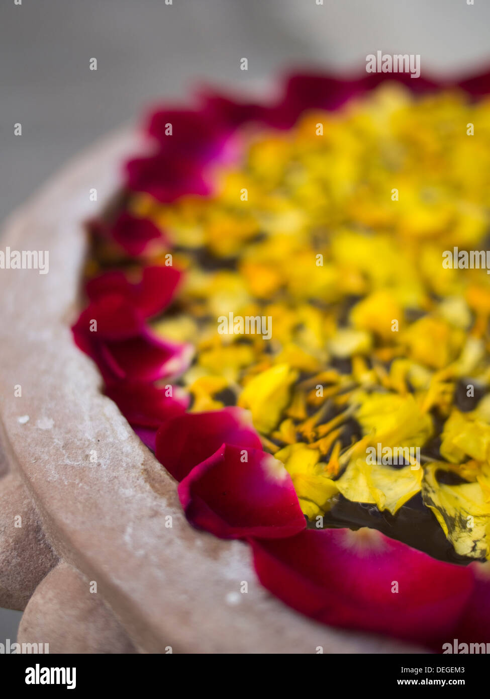 Flower petals floating on water surface in Udaipur, Rajasthan, India ...