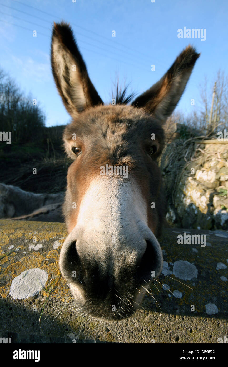 Donkey Smiling