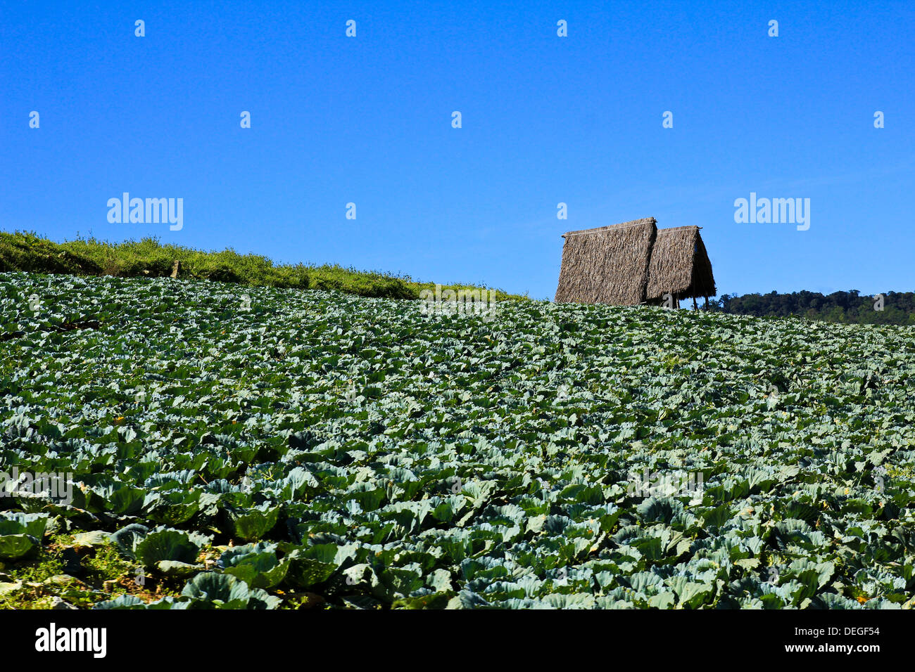 Big Cabbage farm on the mountain Stock Photo - Alamy