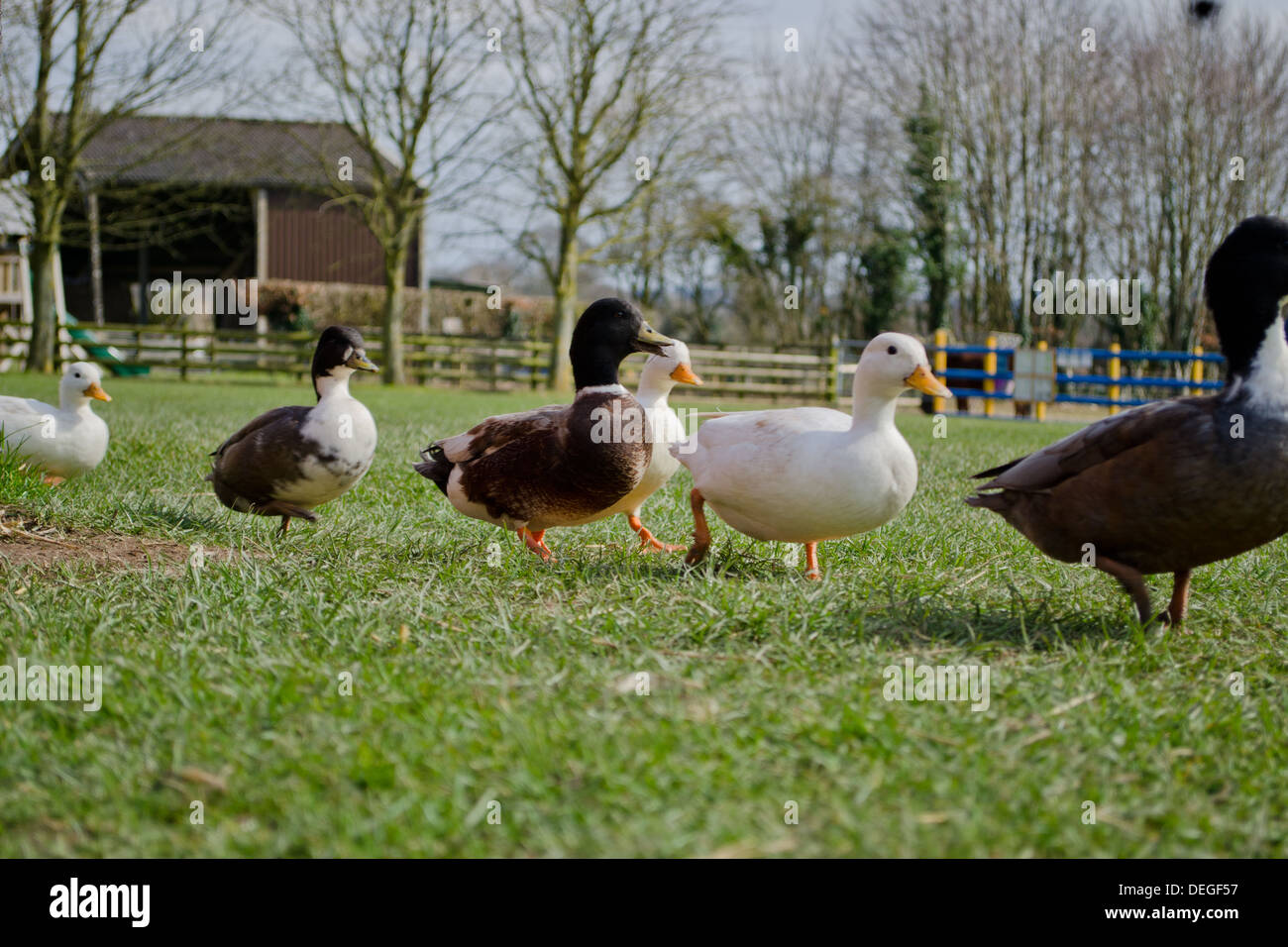 Ducks Waddling High Resolution Stock Photography and Images - Alamy