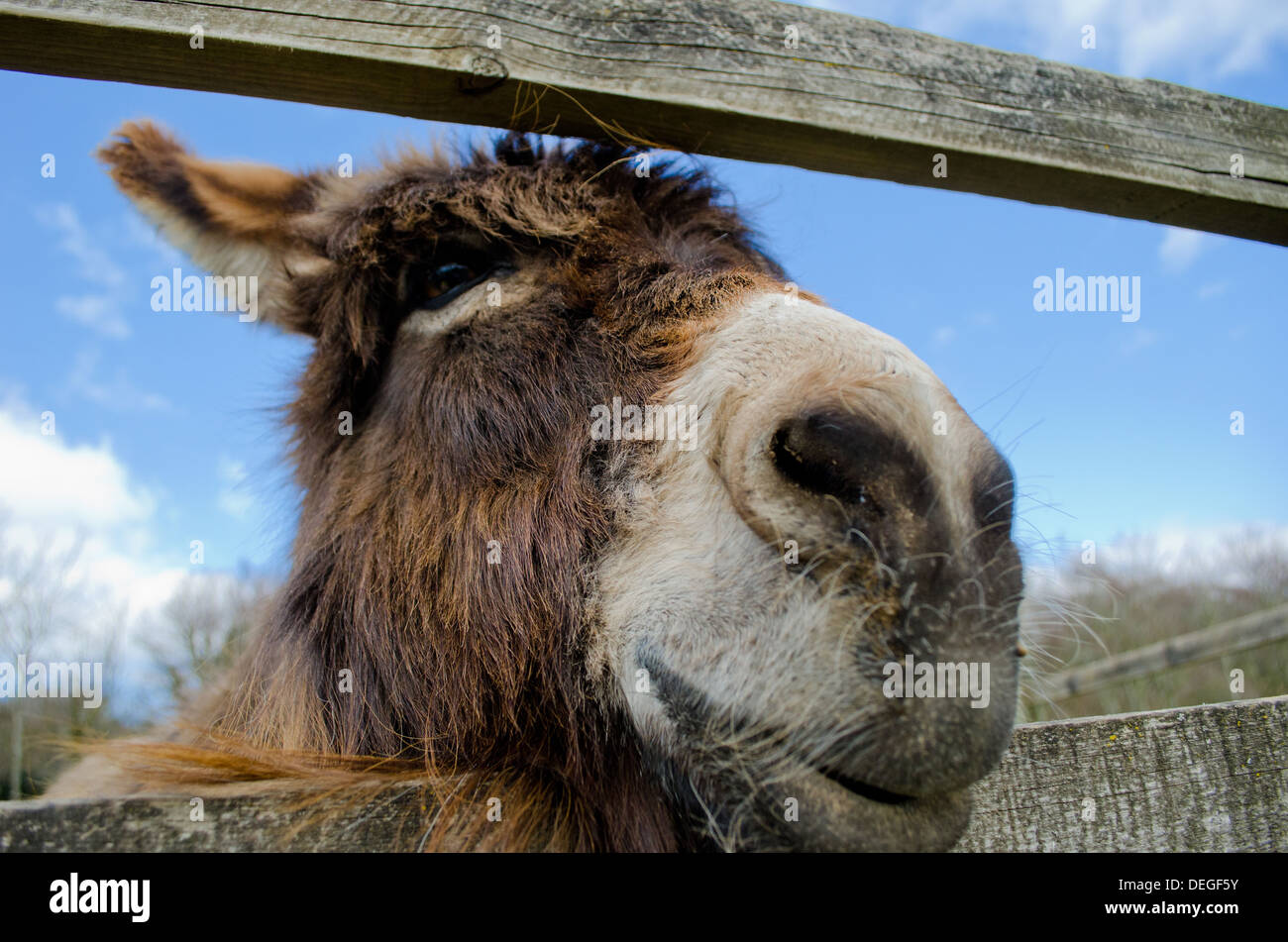 Donkey and fence hi-res stock photography and images - Alamy
