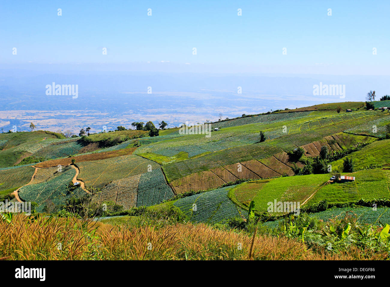 Vegetable field on the mountain Stock Photo - Alamy