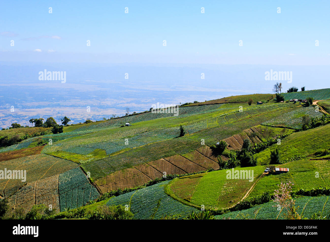 Vegetable field on the mountain Stock Photo - Alamy