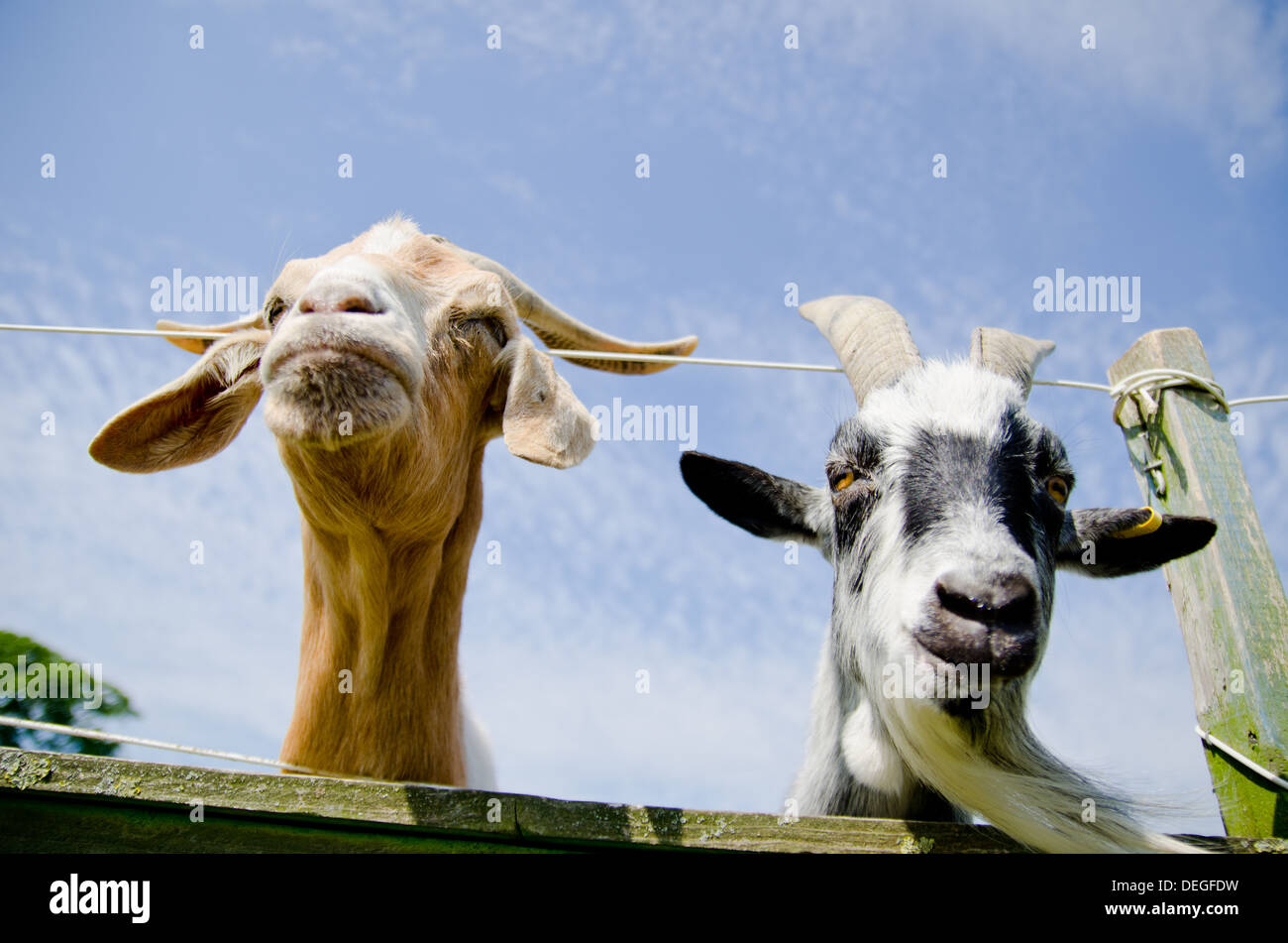 Two friendly goats hi-res stock photography and images - Alamy