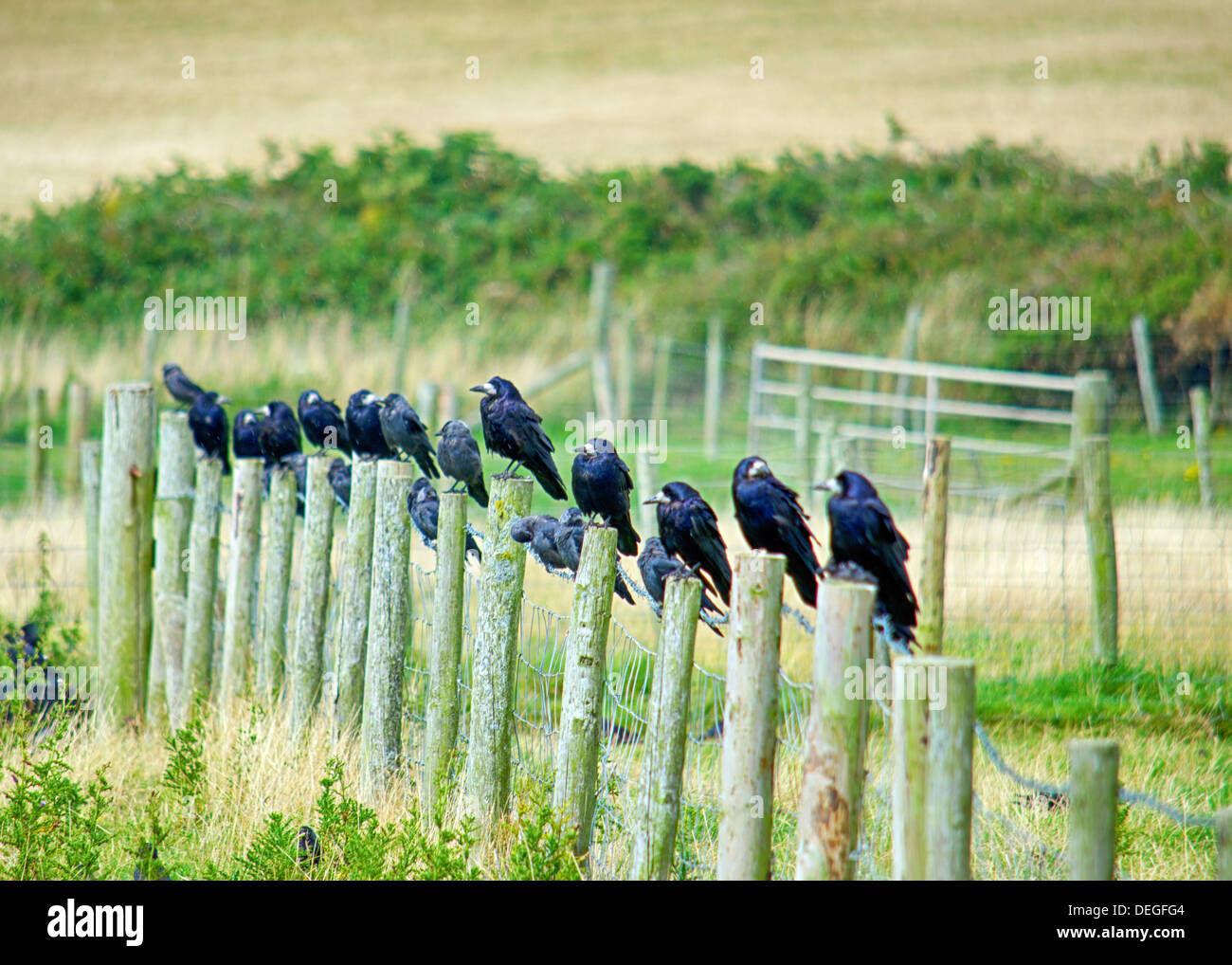 Counting Crows - In a line on a fence Stock Photo - Alamy