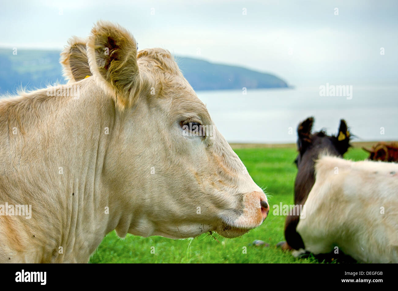 Sea cows hi-res stock photography and images - Alamy