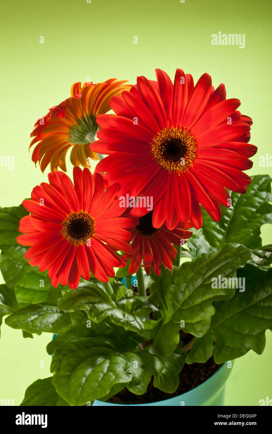 flower in planter Stock Photo - Alamy