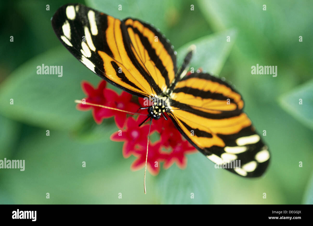 Numata butterfly High Resolution Stock Photography and Images - Alamy